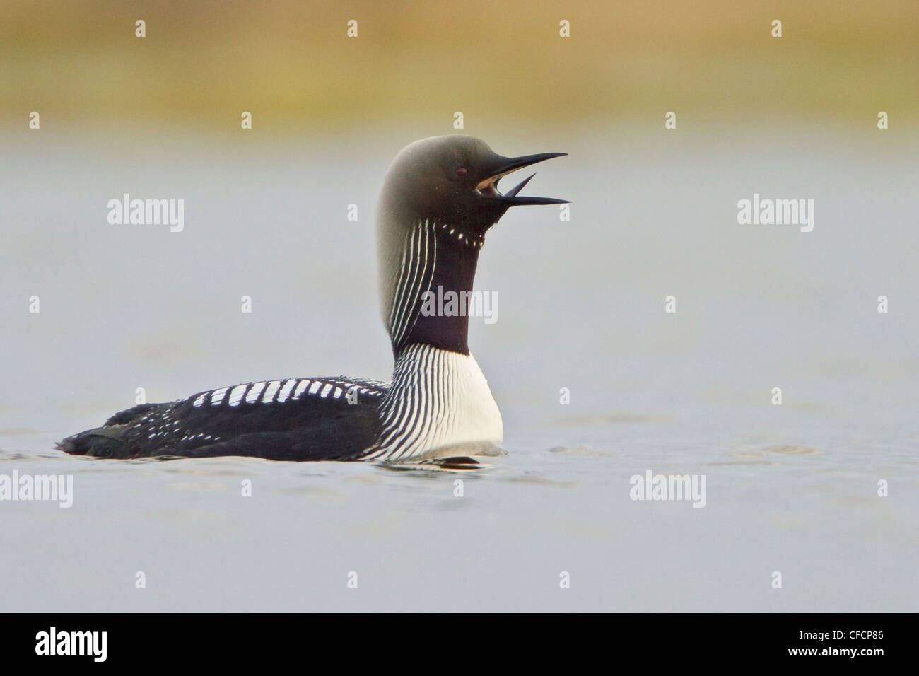 Pacific Loon (Gavia pacifica) in a pond Stock Photo - Alamy