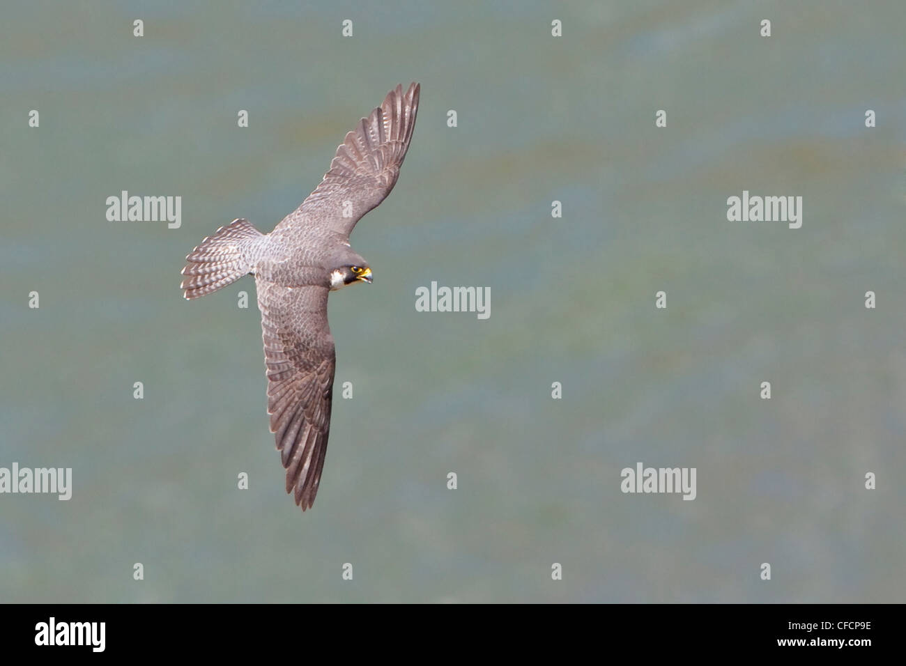 Peregrine Falcon (Falco peregrinus) flying Stock Photo - Alamy