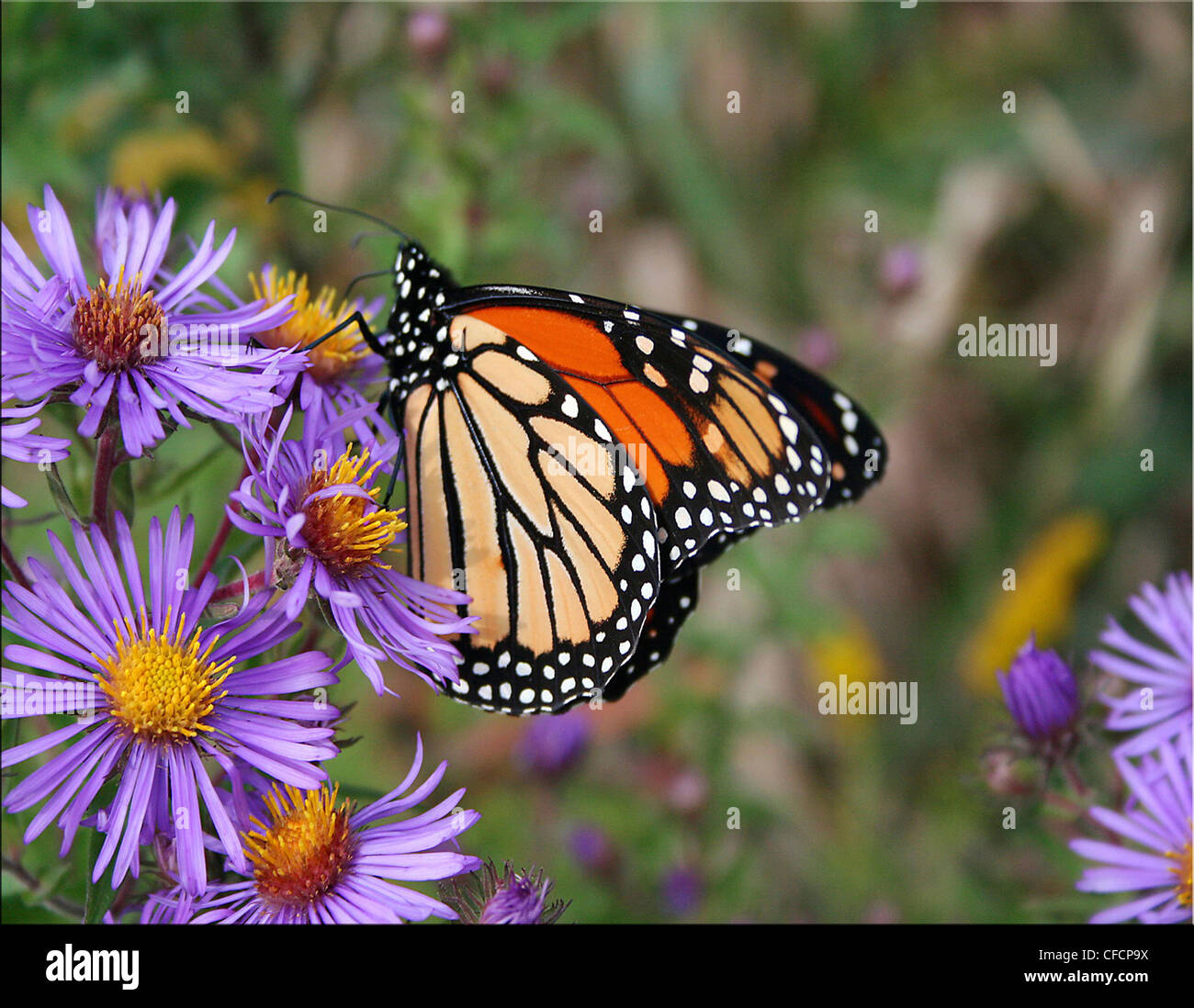 Monarch butterfly (Danaus plexippus Stock Photo - Alamy