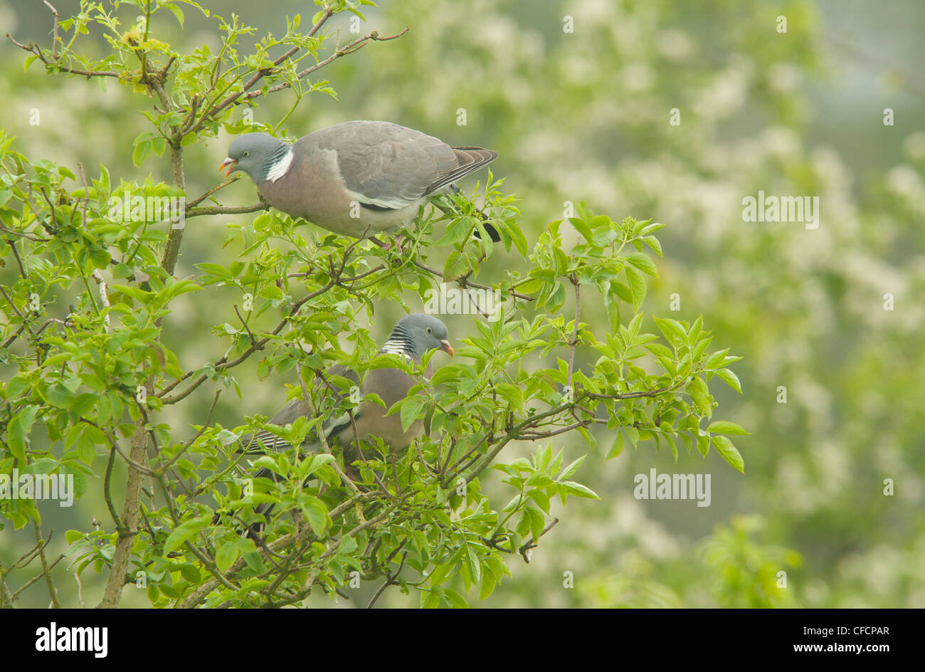 wood pigeons eating spring leaves Stock Photo - Alamy