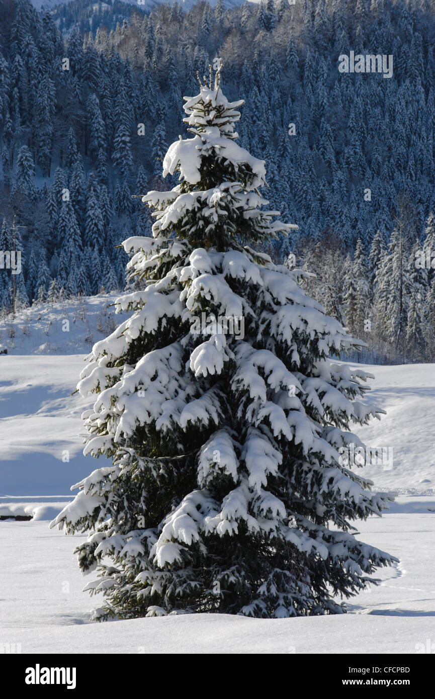 single fir tree in winter Stock Photo - Alamy