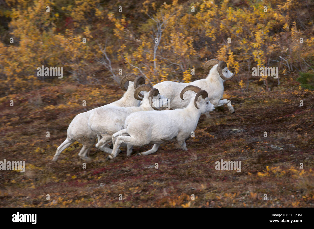 Dall Sheep (Male) (Ovis dalli) is a species of sheep native to northwestern North America Stock ...
