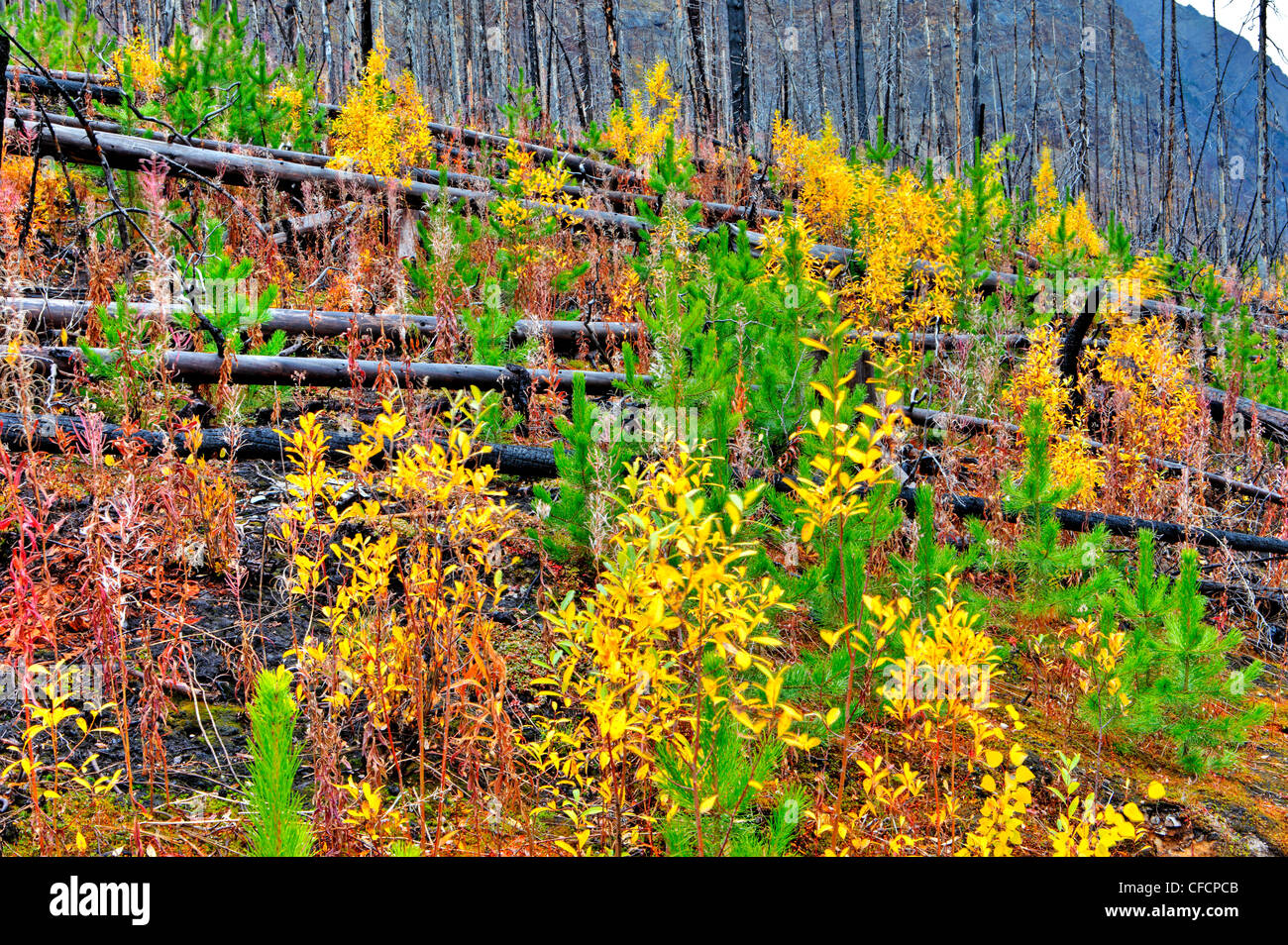 New Growth after Fire, Marble Canyon, Kootenay National Park, Alberta ...
