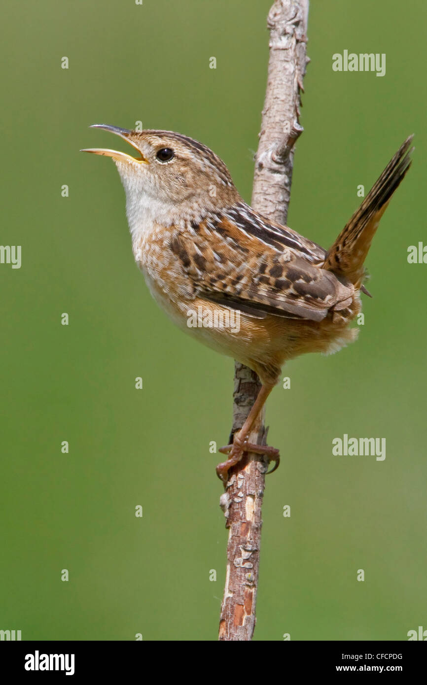 Sedge Wren (Cistothorus platensis) perched on a branch Stock Photo - Alamy