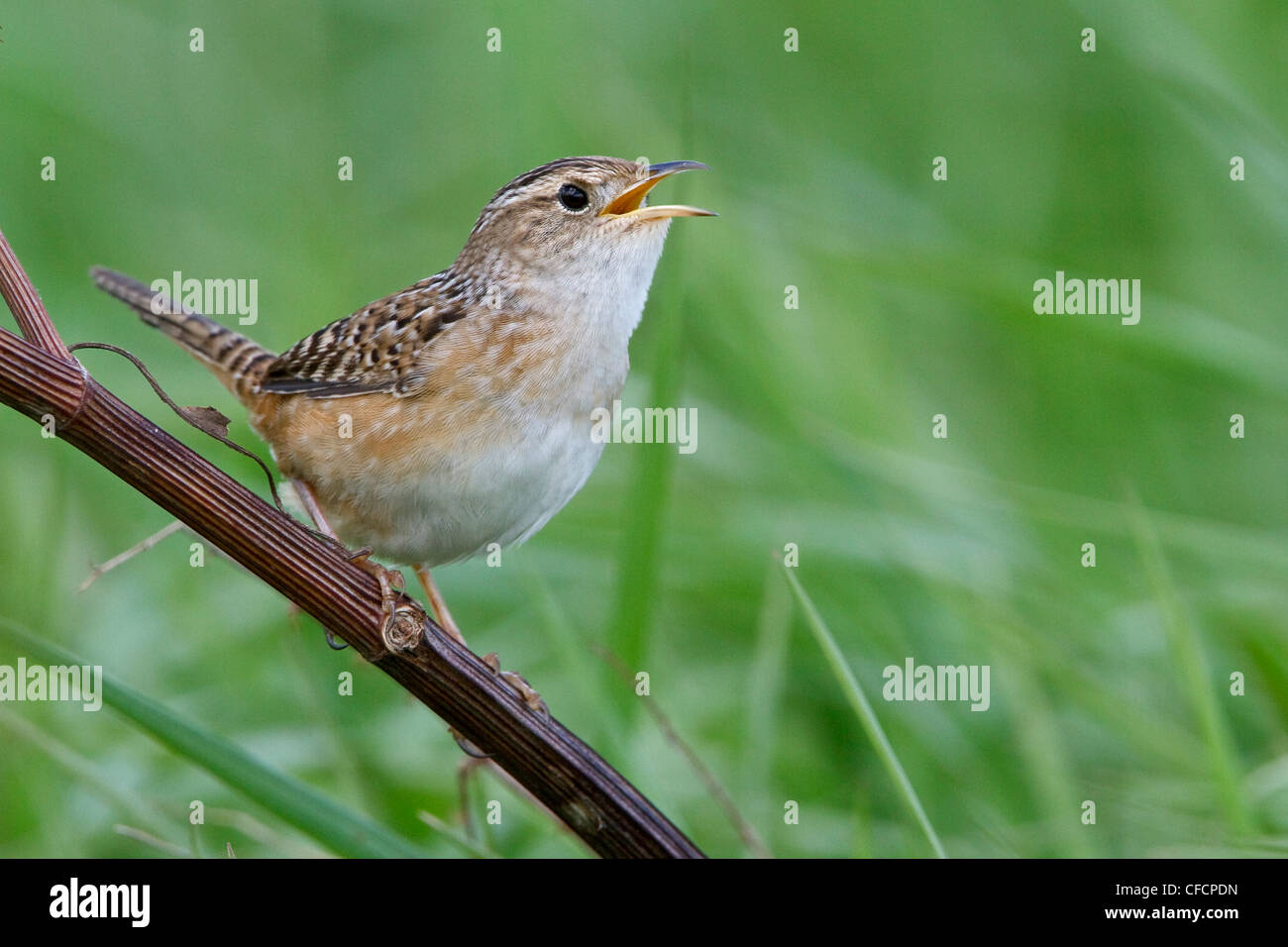Sedge Wren (Cistothorus platensis) perched on a branch Stock Photo - Alamy