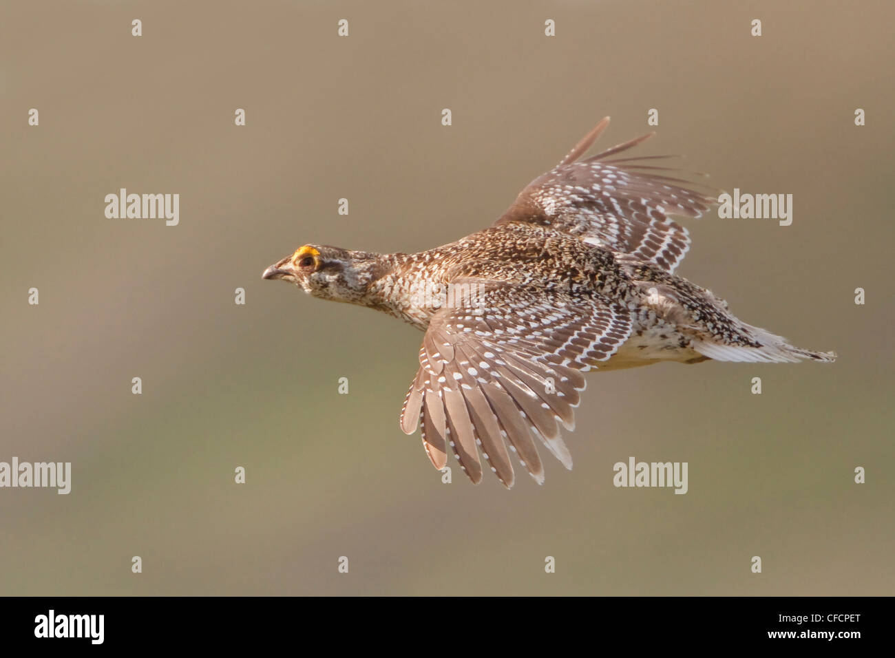 Sharp Tailed Grouse Flying