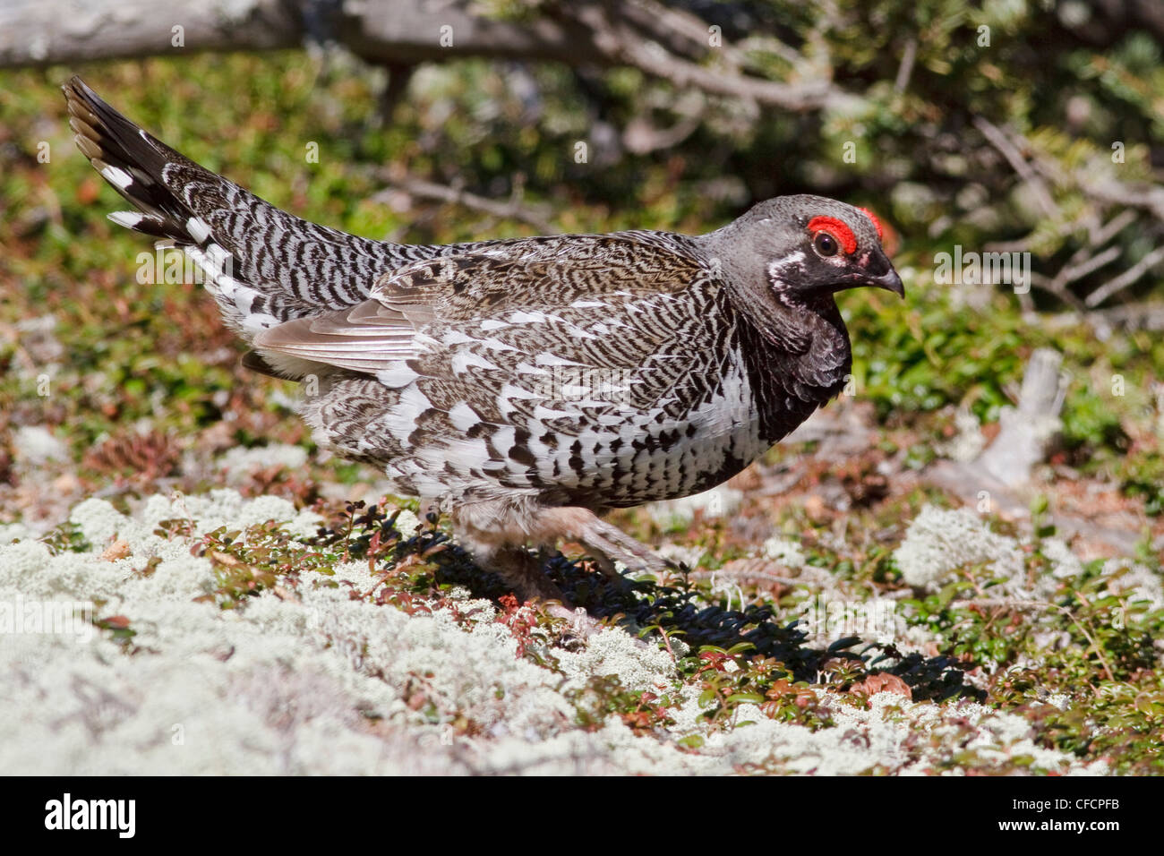 White grouse hi-res stock photography and images - Alamy