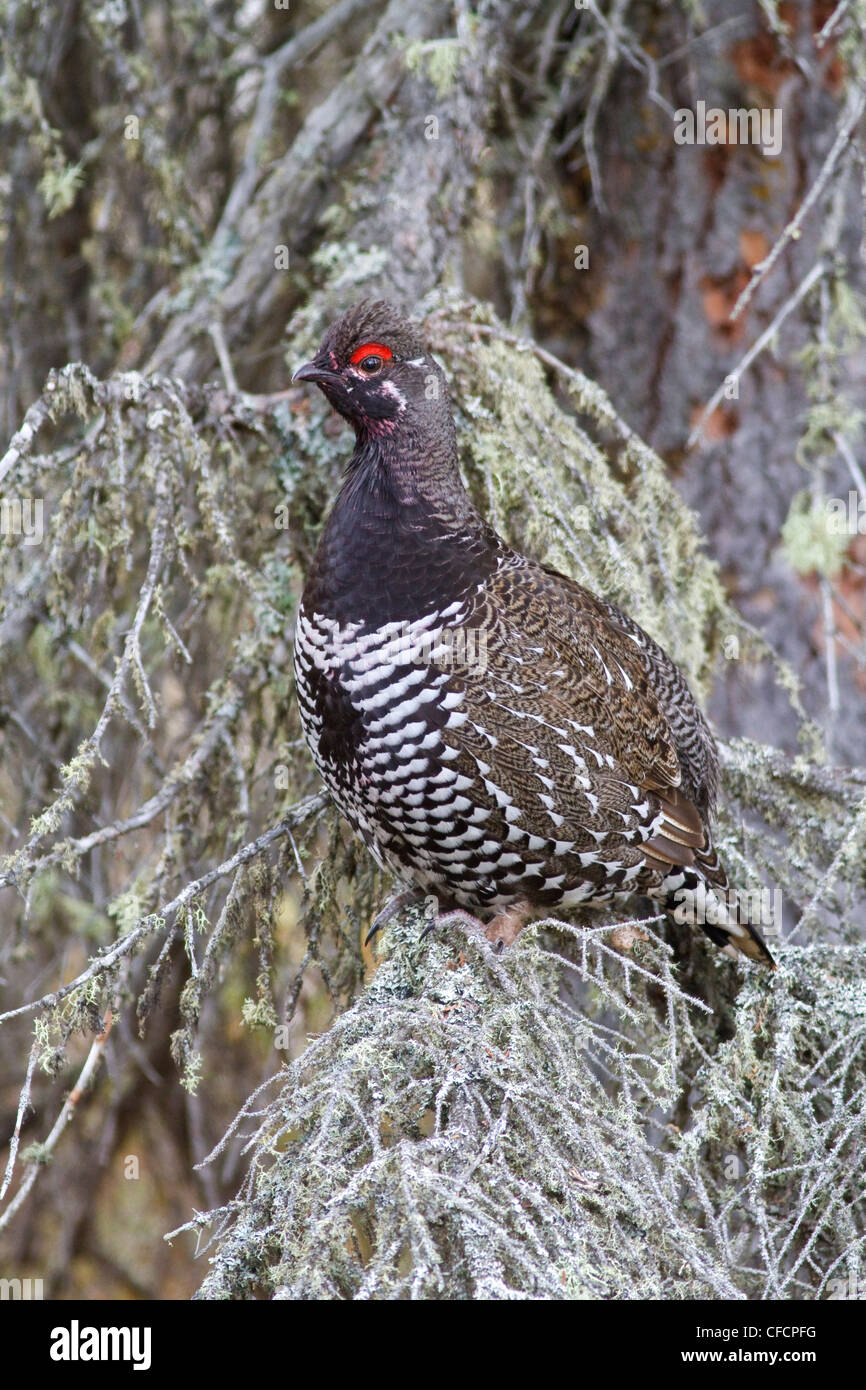 Spruce Grouse (Falcipennis canadensis Stock Photo - Alamy