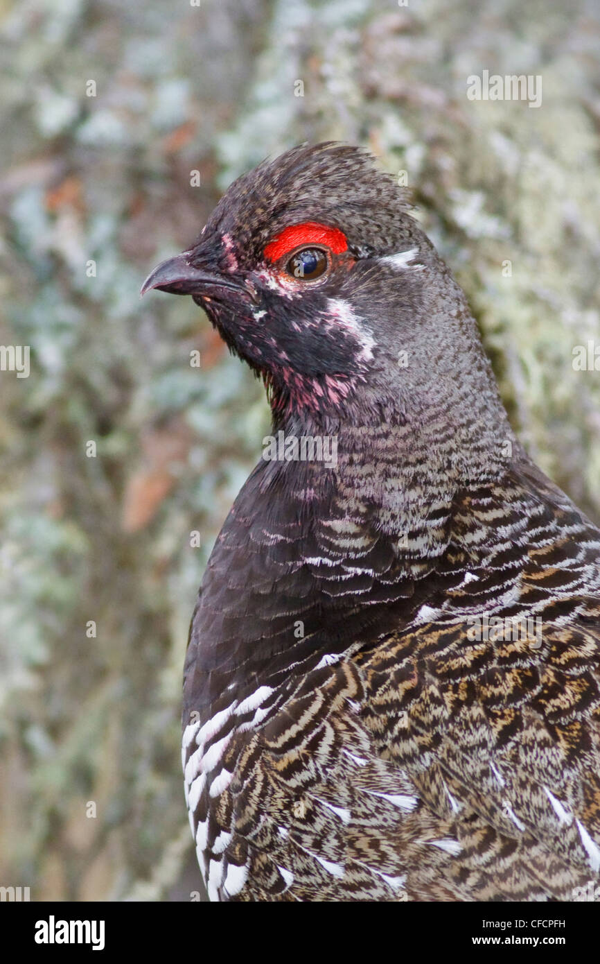 Spruce Grouse (Falcipennis canadensis Stock Photo - Alamy