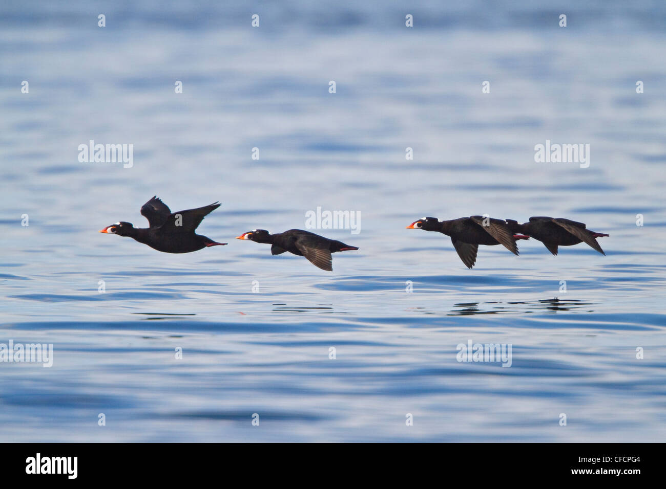 Scoter Duck Flying High Resolution Stock Photography and Images - Alamy
