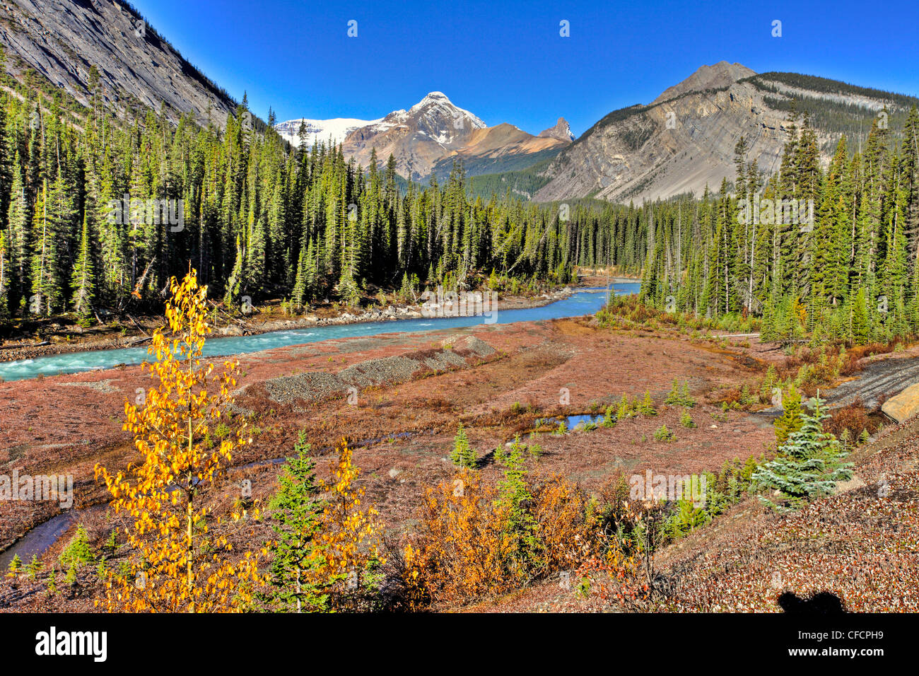 Sunwapta River, Jasper National Park, Alberta, Canada Stock Photo - Alamy