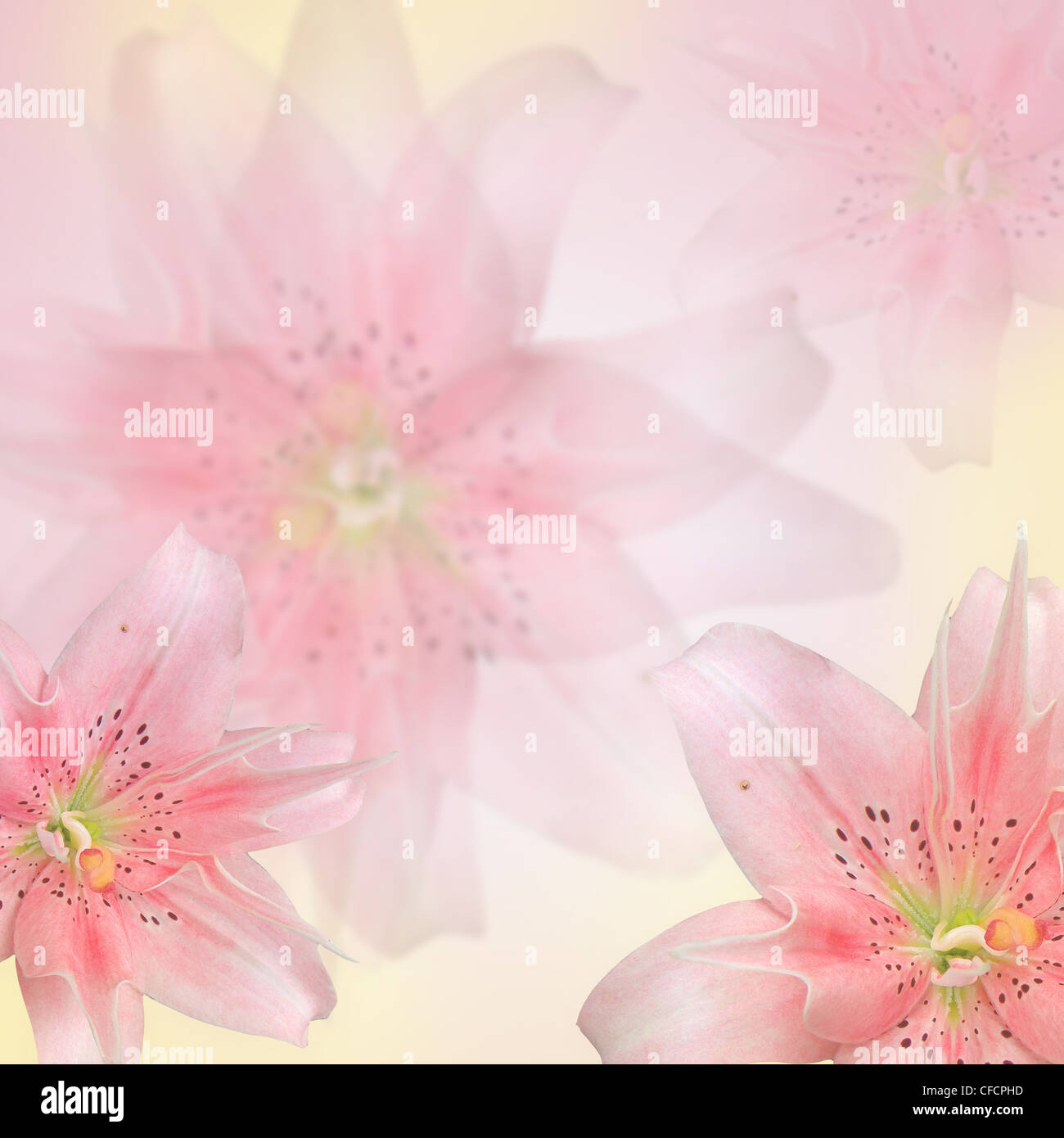 Beautiful flowers made with color filters hi-res stock photography and ...