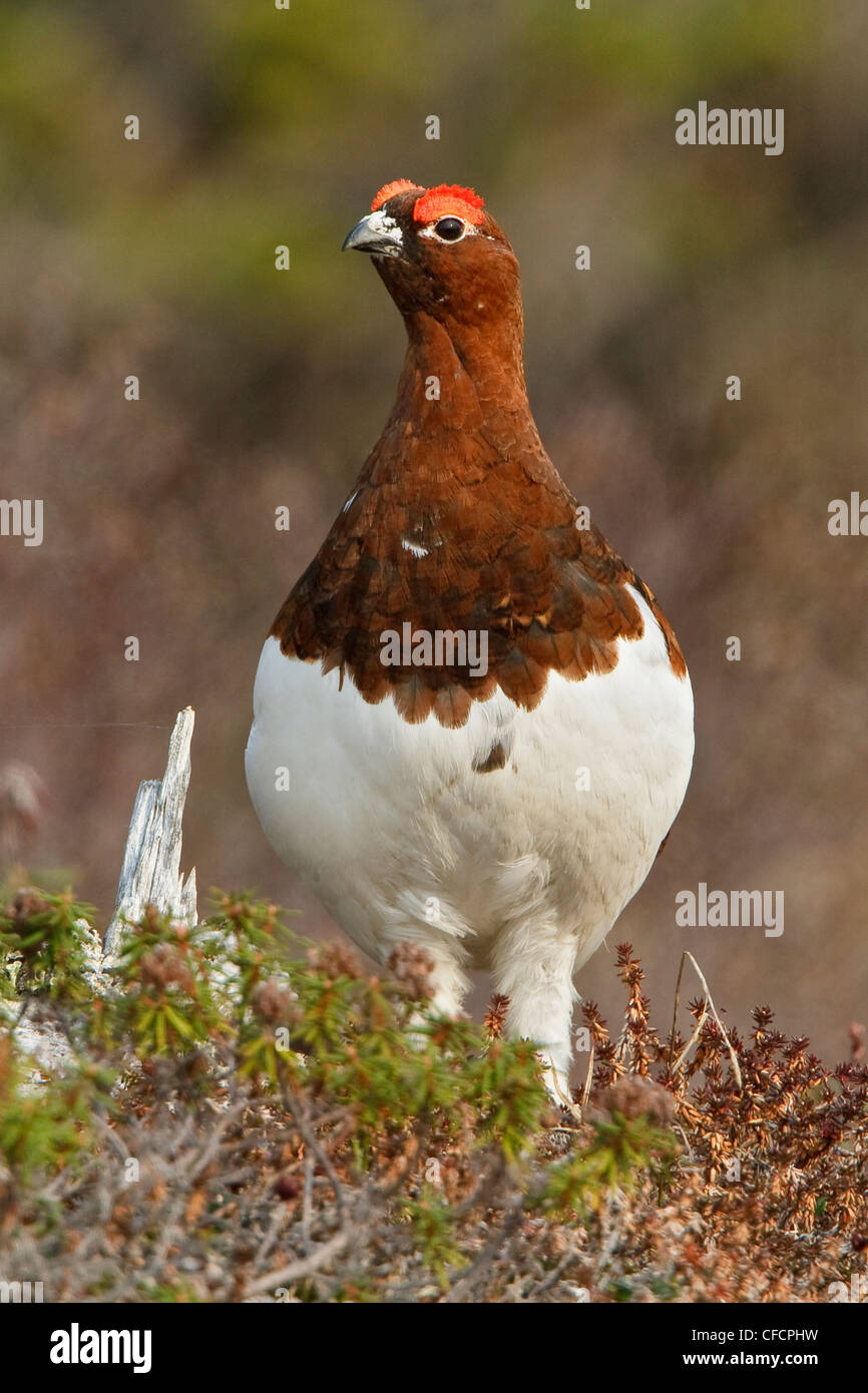 Willow ptarmigan on tundra hi-res stock photography and images - Alamy