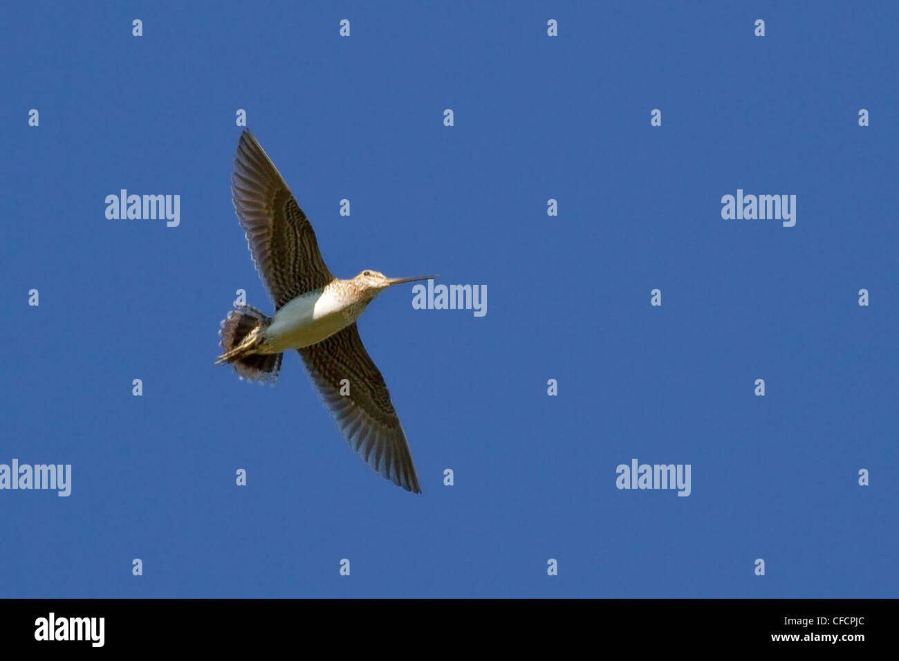 Wilson's Snipe (Gallinago delicata) flying Stock Photo - Alamy