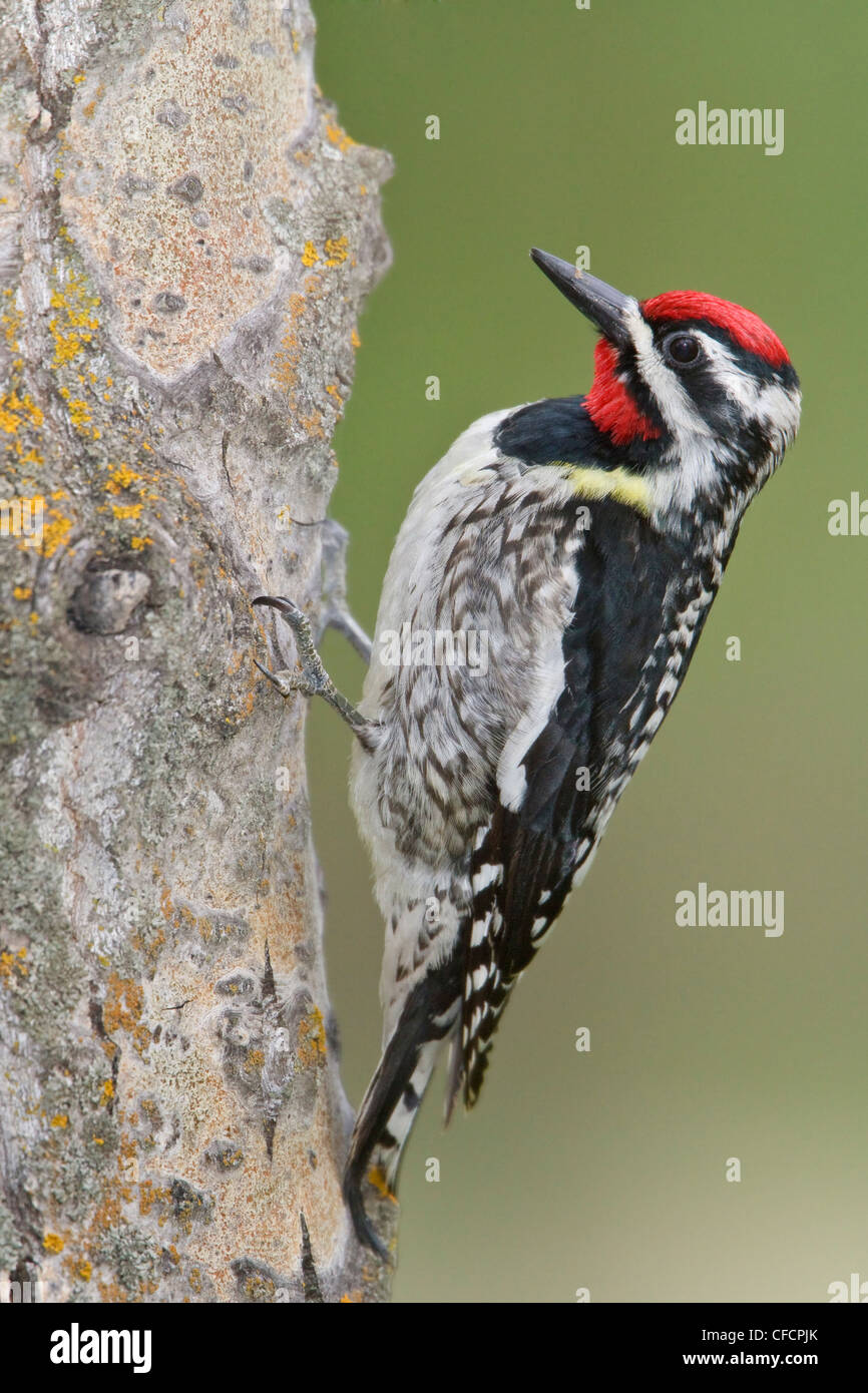 Yellow-bellied Sapsucker (Sphyrapicus varius) perched on a tree trunk ...