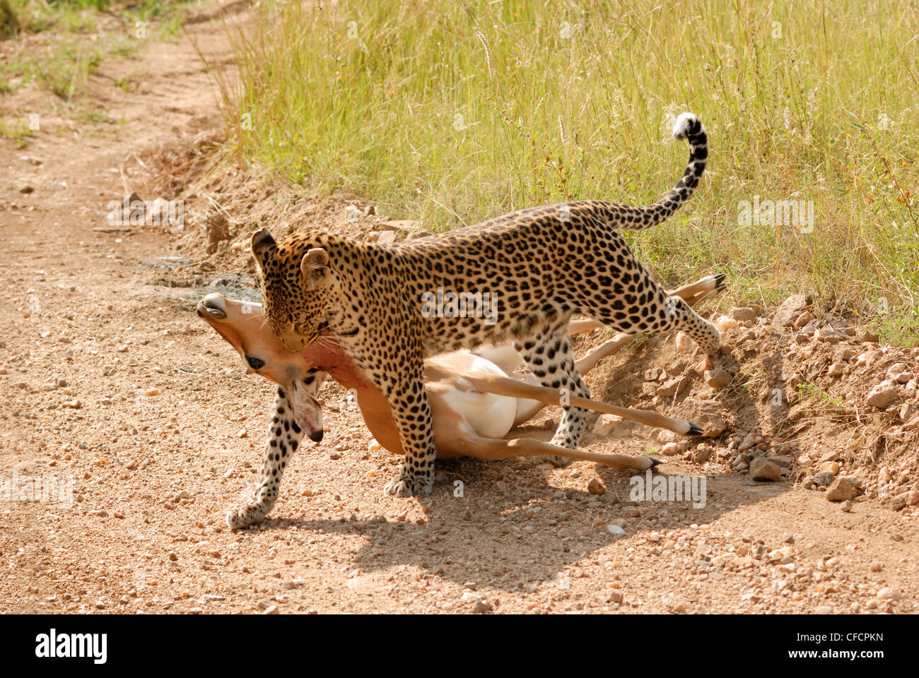 African hunter hi-res stock photography and images - Alamy
