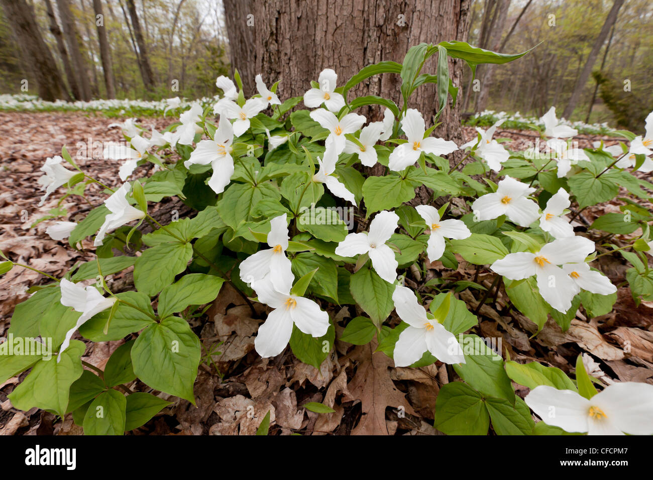 Trilliums ontario spring wildflowers hi-res stock photography and ...