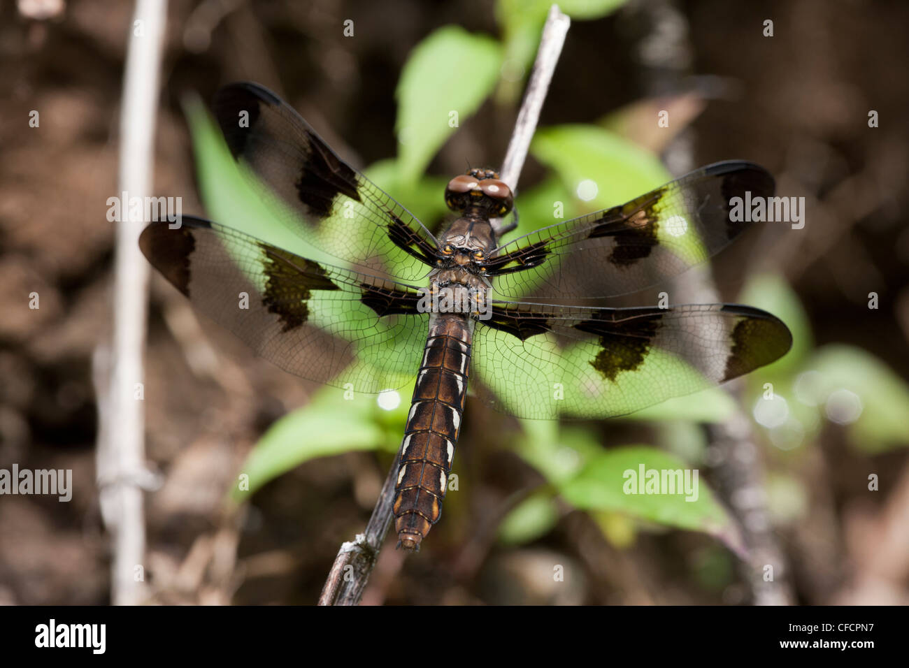 Female common whitetail skimmer hi-res stock photography and images - Alamy