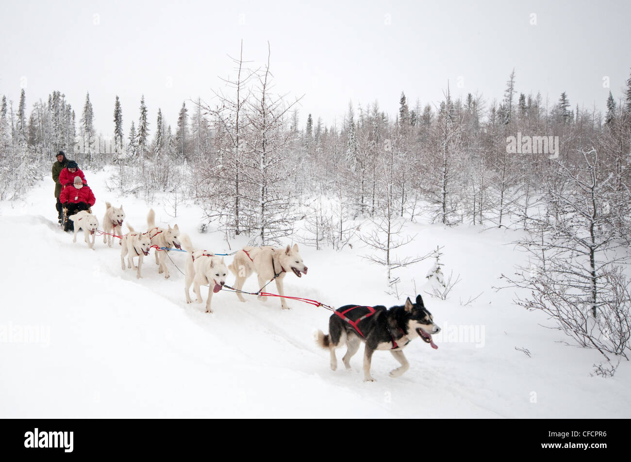 Dogsledding churchill canada hi-res stock photography and images - Alamy