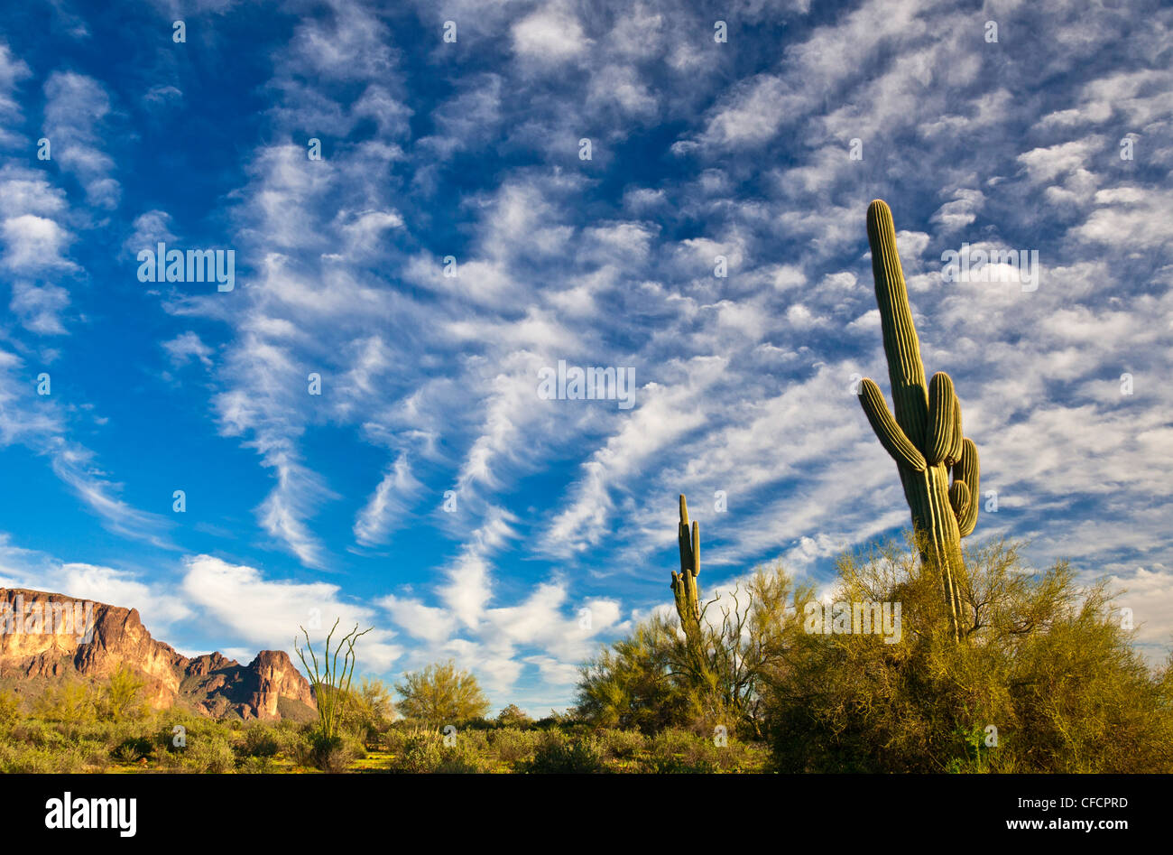 Saguaro Cactus (Carnegiea gigantea), Supestition Mountains near Apache ...