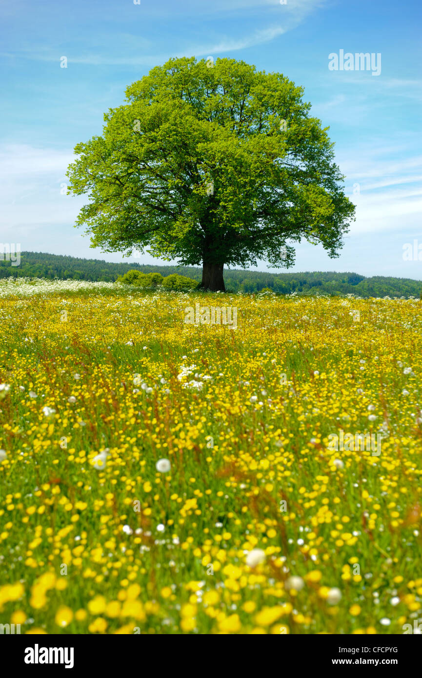 Spring countryside view with linden tree hi-res stock photography and ...