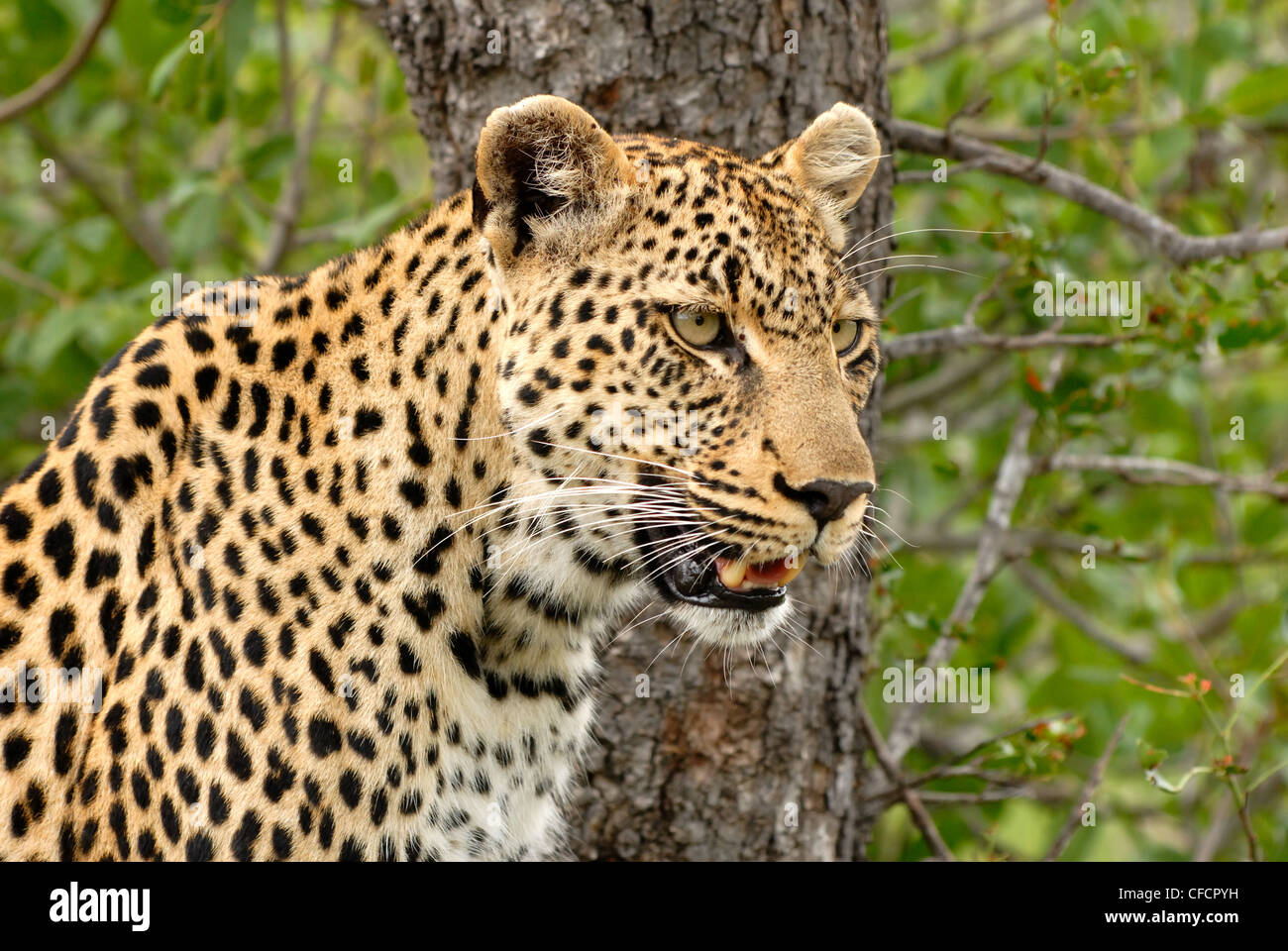 African hunter hi-res stock photography and images - Alamy