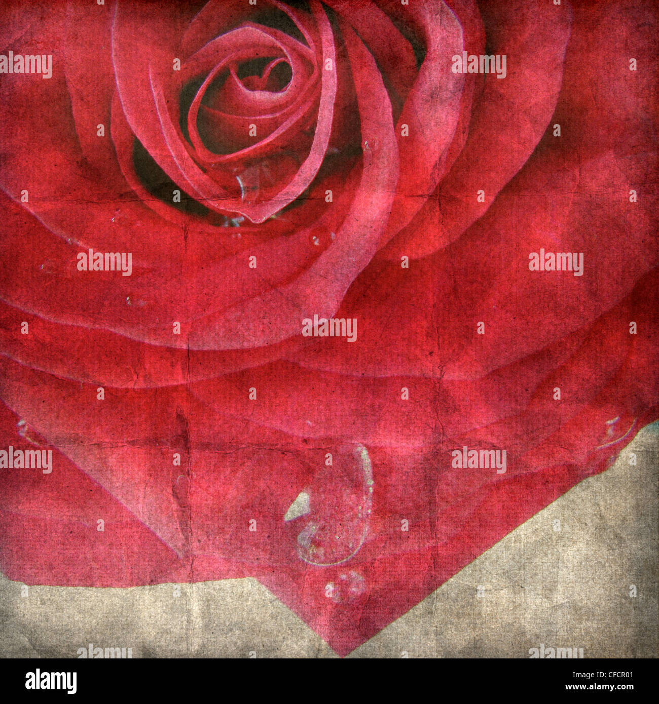 Red rose on the old paper Stock Photo - Alamy