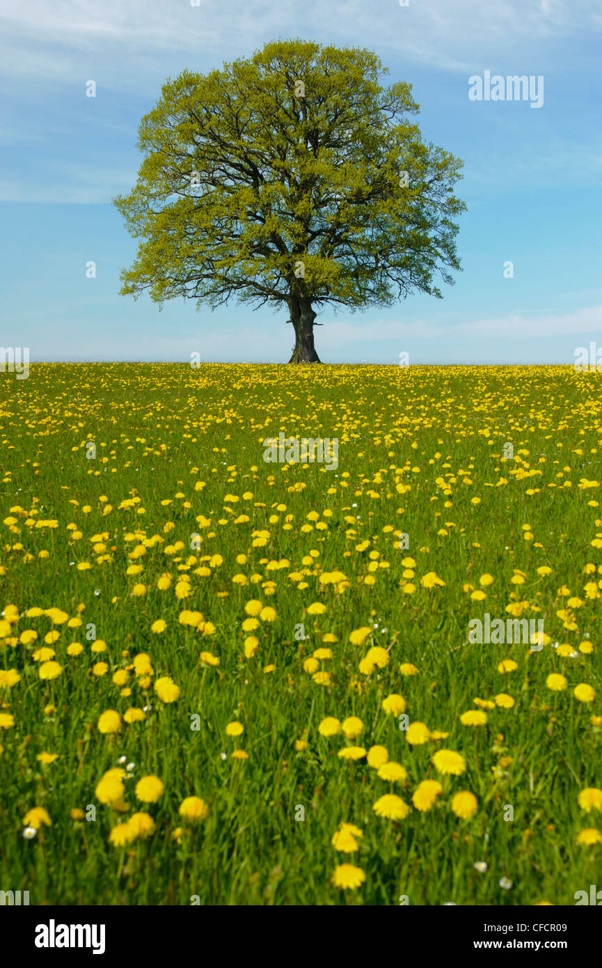 Big leaf linden hi-res stock photography and images - Alamy