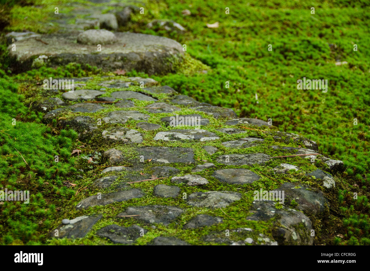 Pathway with curves in a moss garden Stock Photo - Alamy