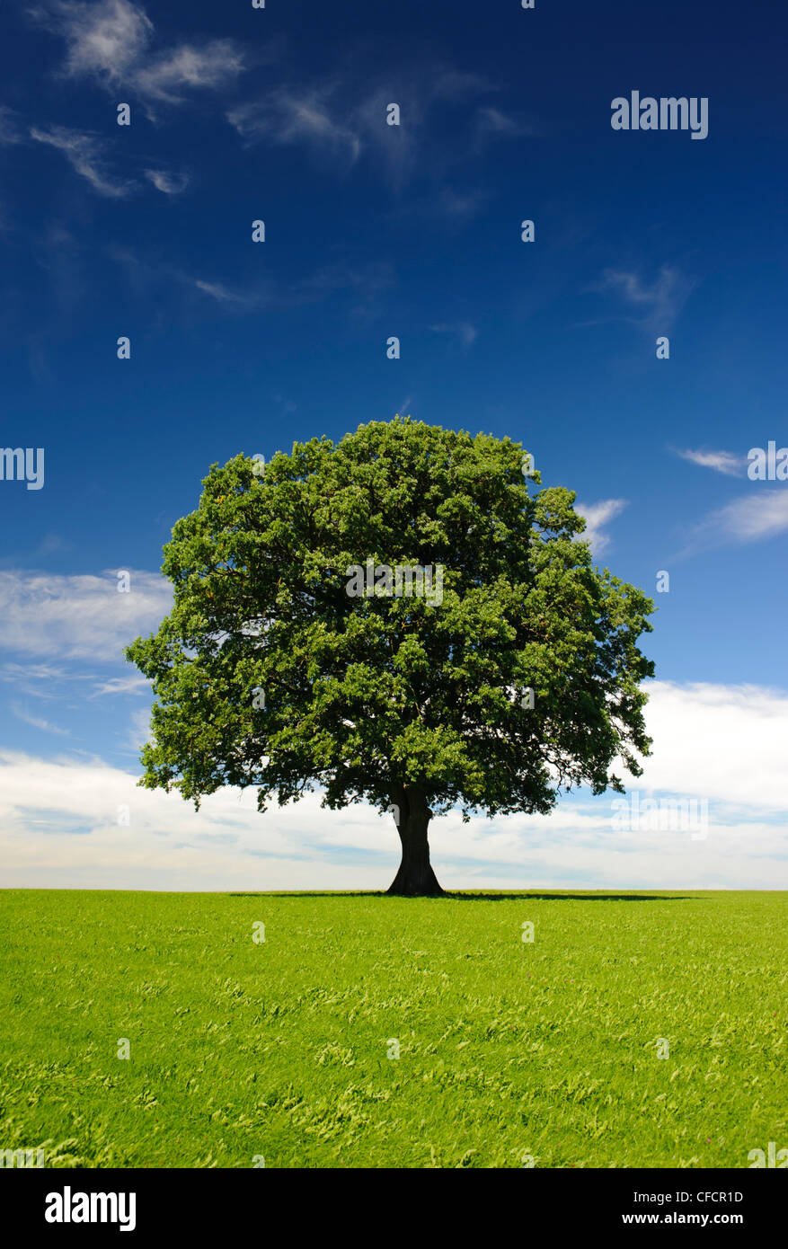 single oak tree at spring in meadow Stock Photo - Alamy