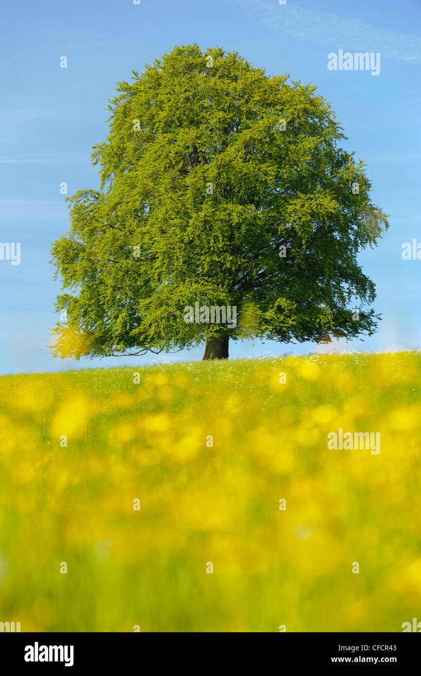 Beech tree forest in spring bavaria hi-res stock photography and images ...
