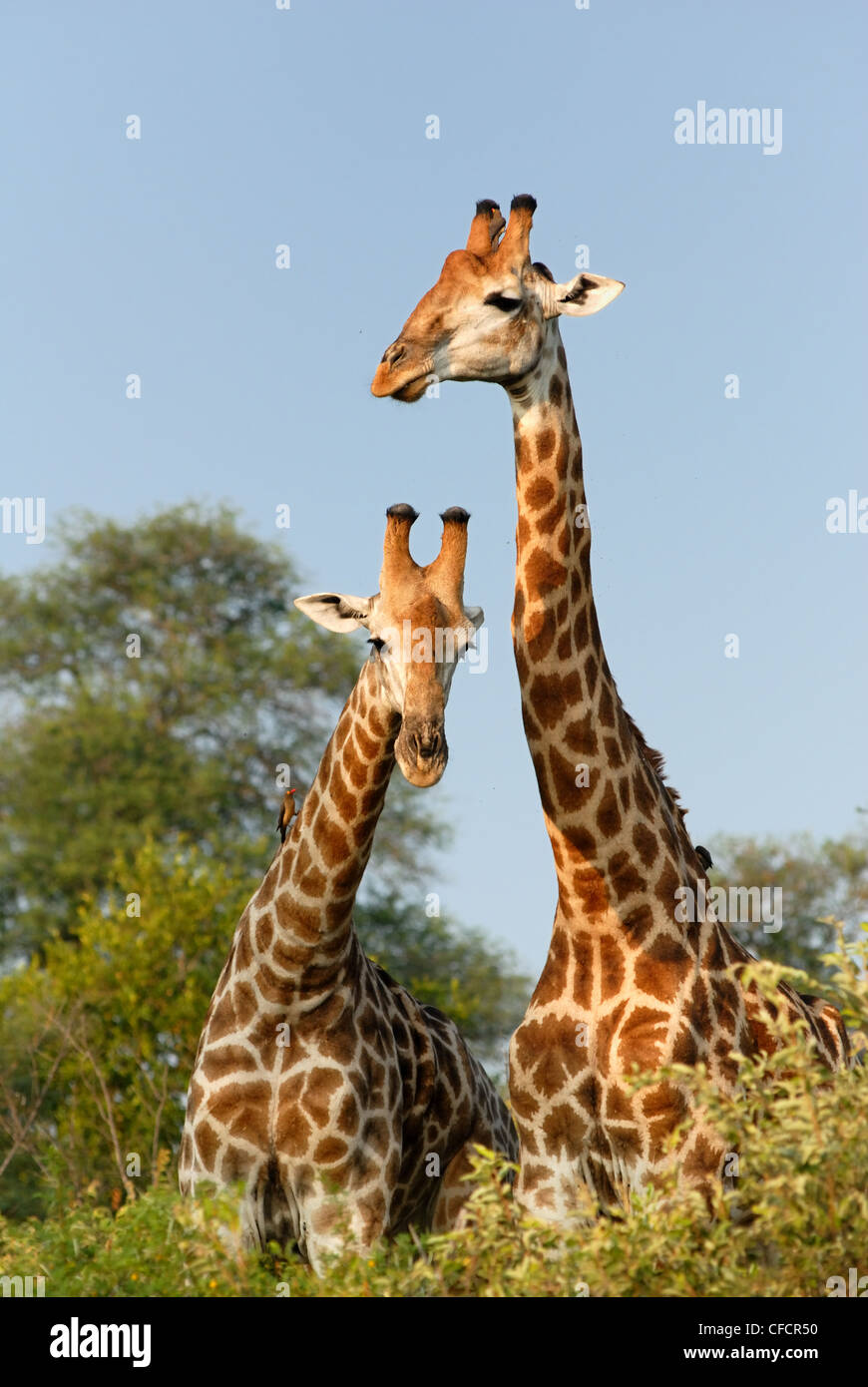Male Giraffe Profile Stock Photo - Alamy