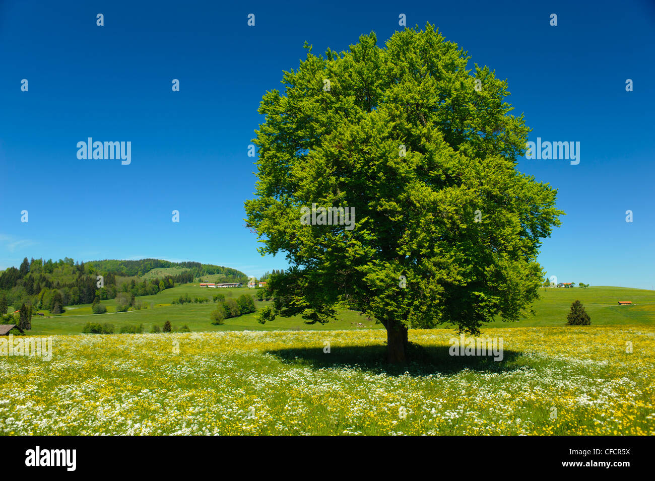 single beech tree in meadow at spring Stock Photo - Alamy