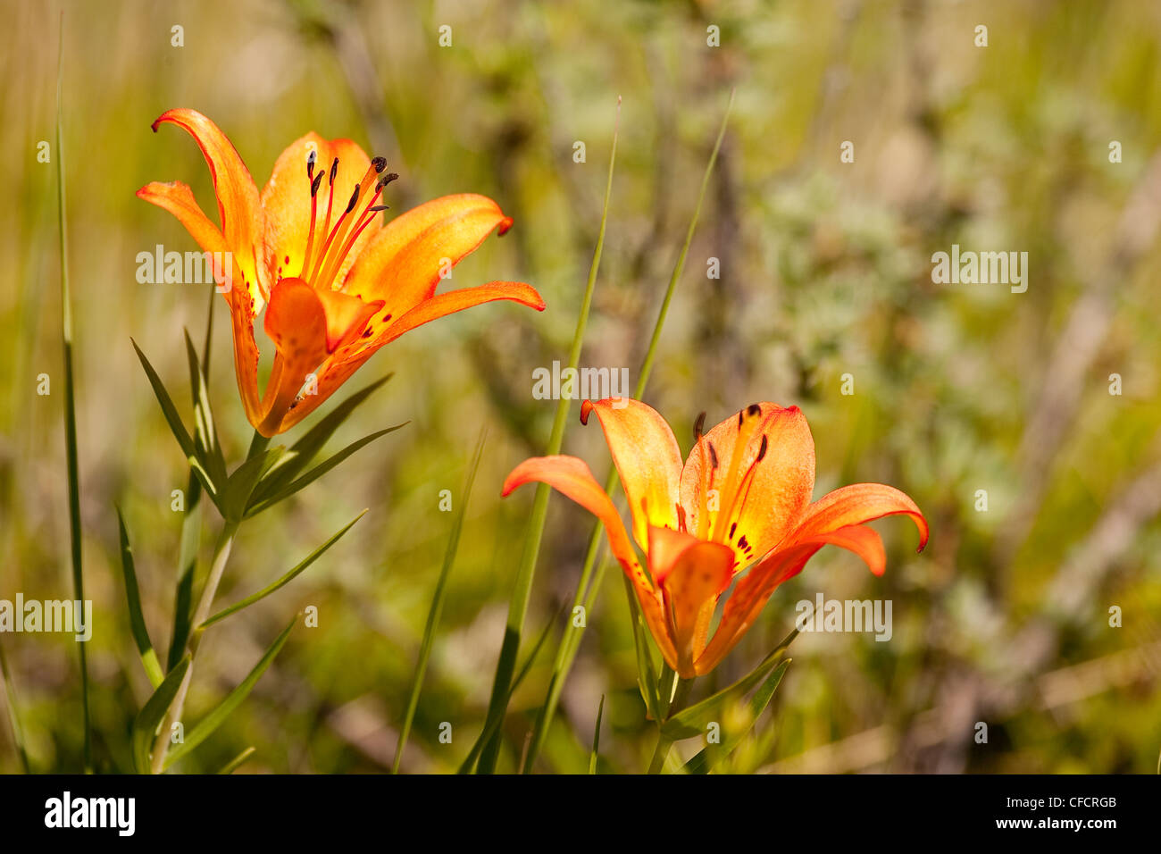 Western Wood Lily, Alberta, Canada Stock Photo - Alamy