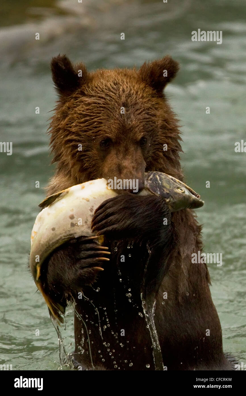 Grizzly bear cub eating a salmon in a river, British Columbia Stock ...