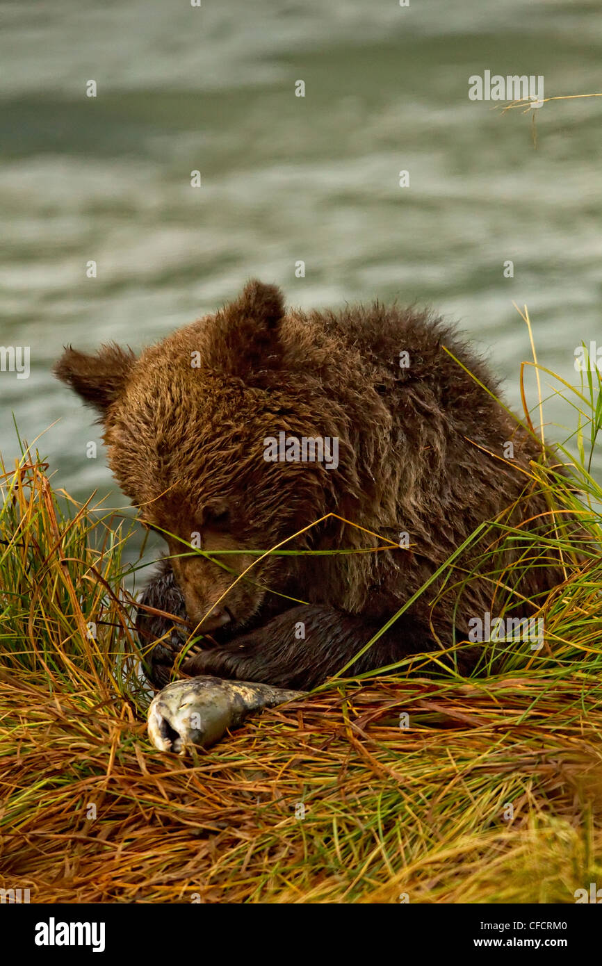 Grizzly bear cub eating a salmon, British Columbia Stock Photo - Alamy