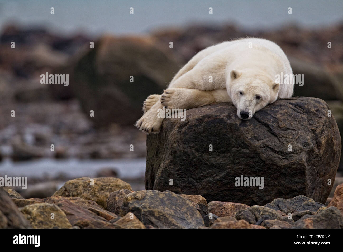 Polar bear on a rock hi-res stock photography and images - Alamy