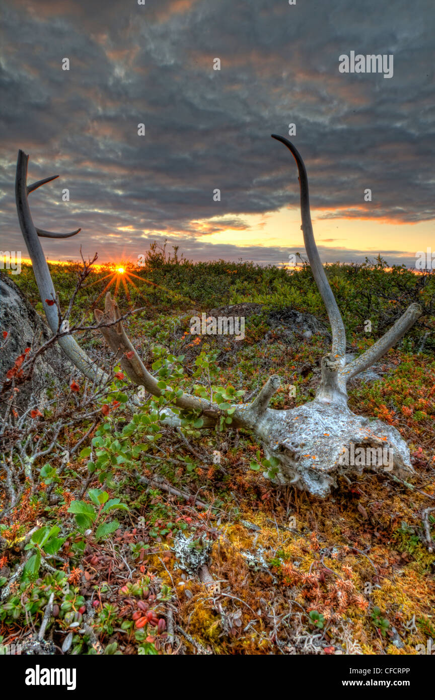 Caribou antlers with sunset lit clouds along the shores of Hudson's Bay ...