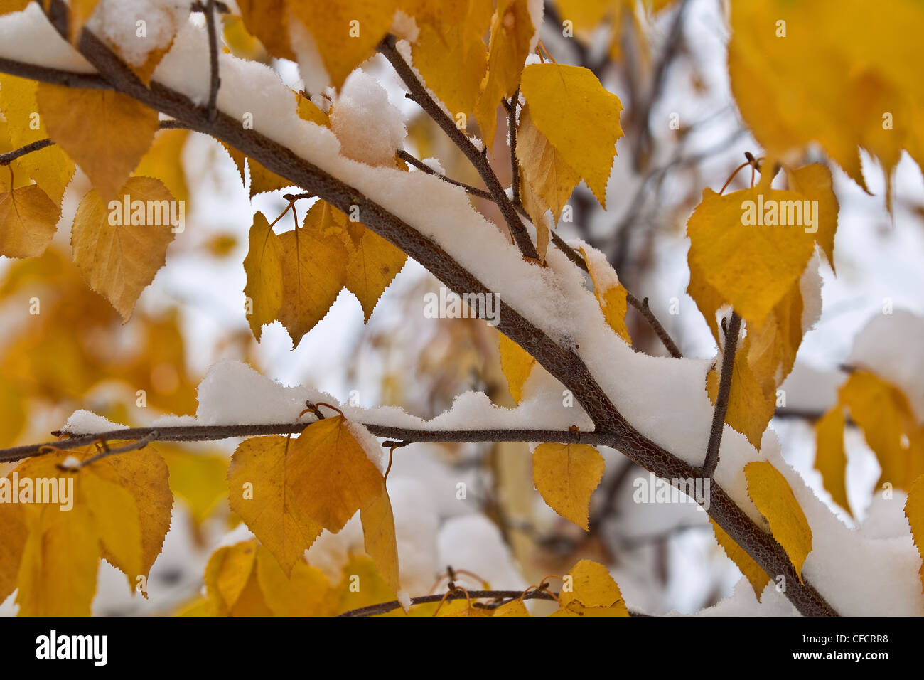 Tree with snow covered fall leaves hi-res stock photography and images ...