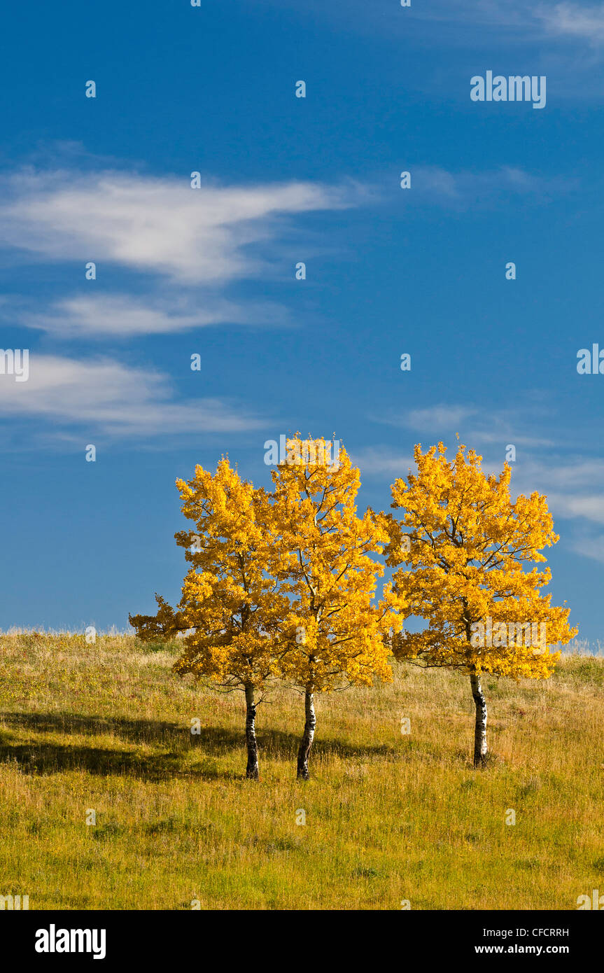 Golden Aspen trees in the Alberta foothills, Alberta, Canada Stock ...