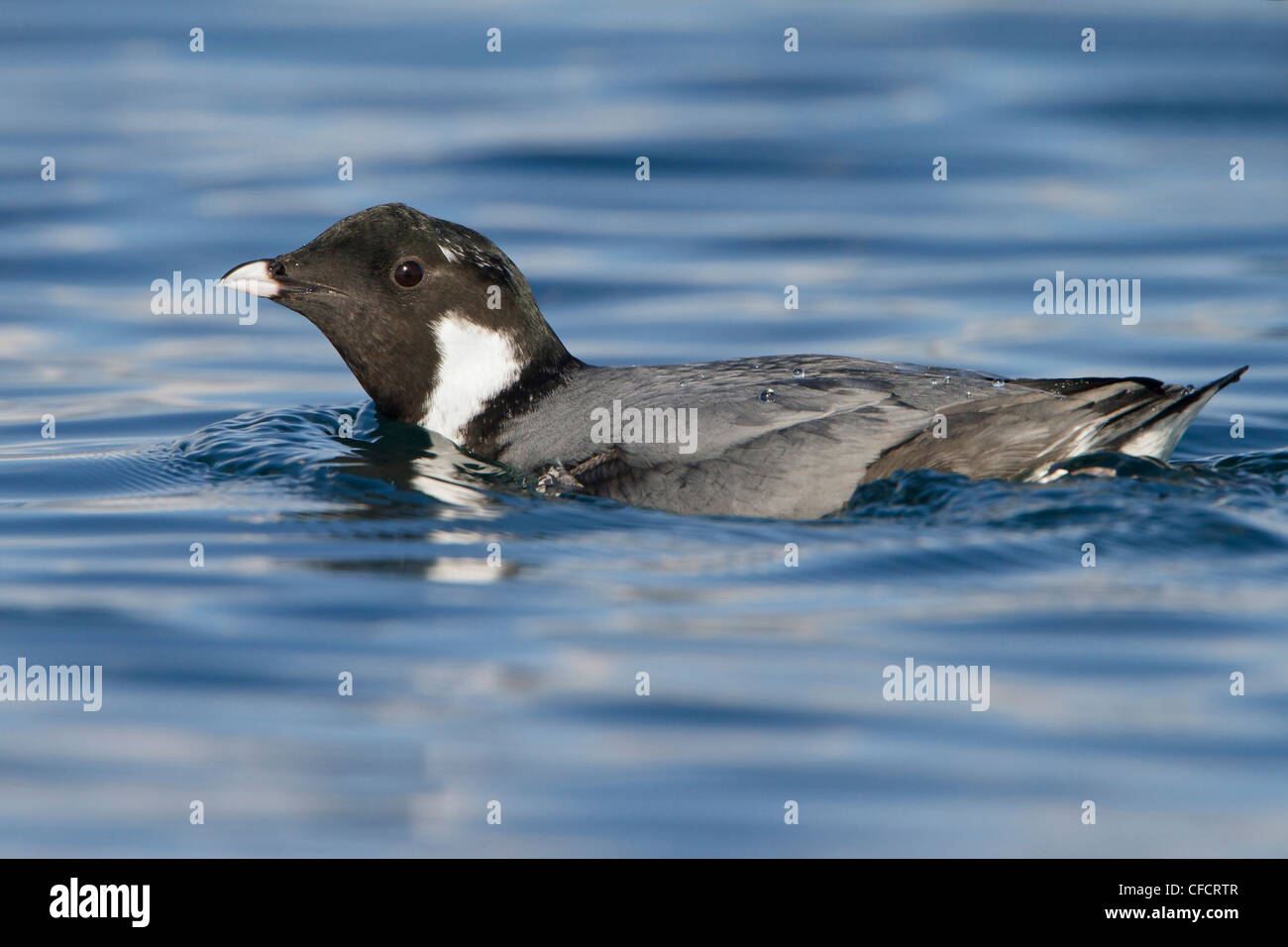 Ancient Murrelet