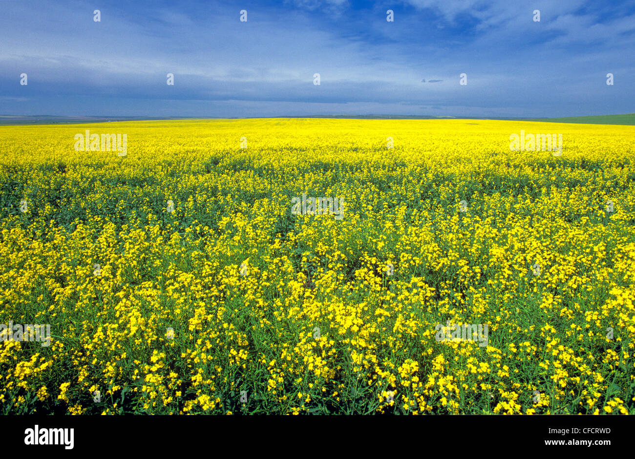 Field of canola, Morrin, Alberta, Canada Stock Photo - Alamy