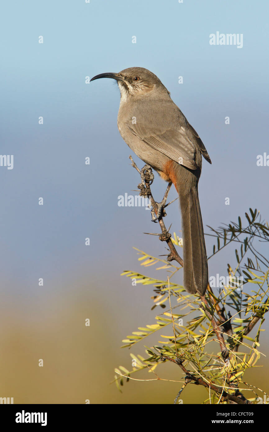 Gray thrasher hi-res stock photography and images - Alamy