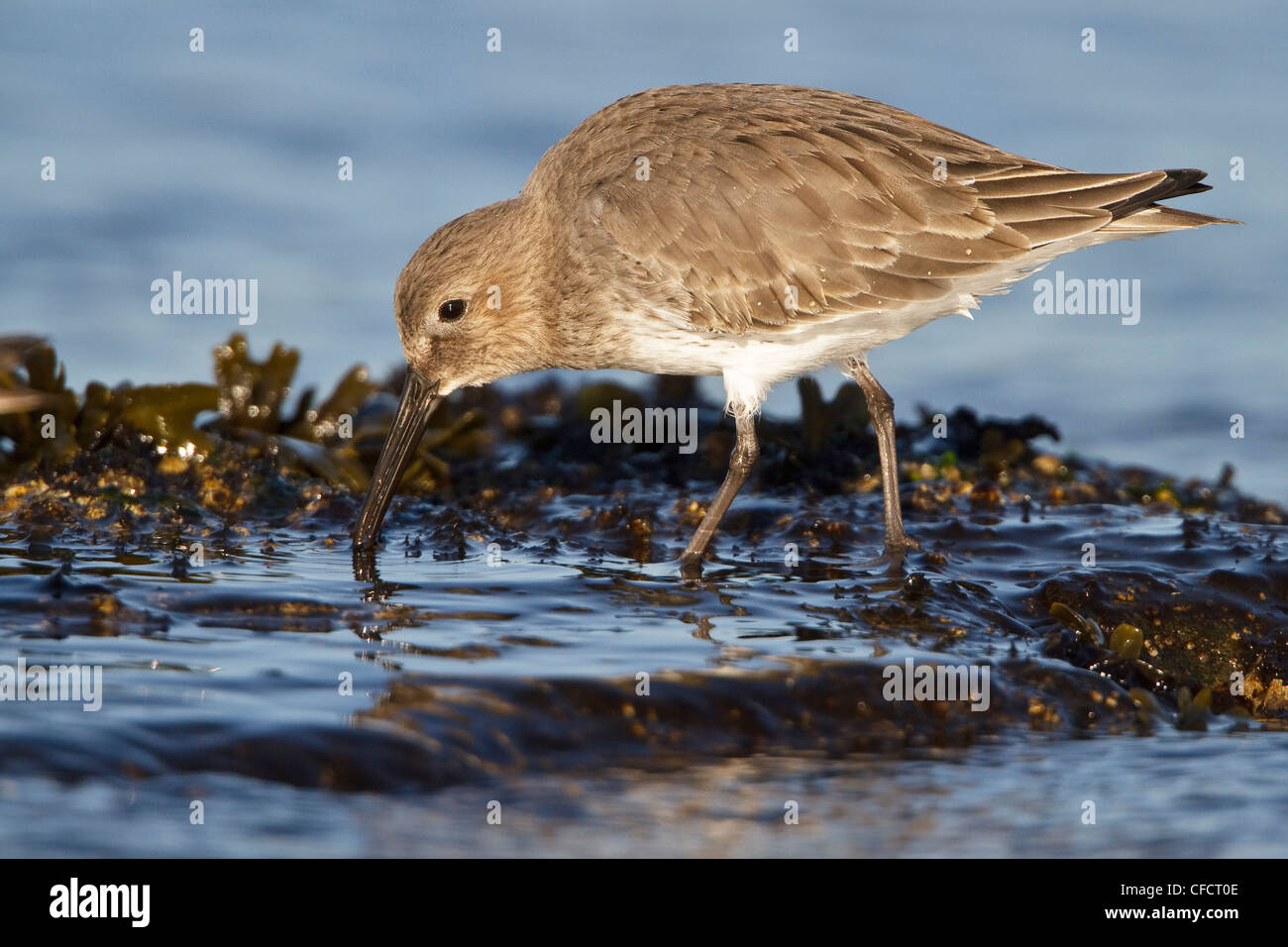 Dunlin feeding canada hi-res stock photography and images - Alamy