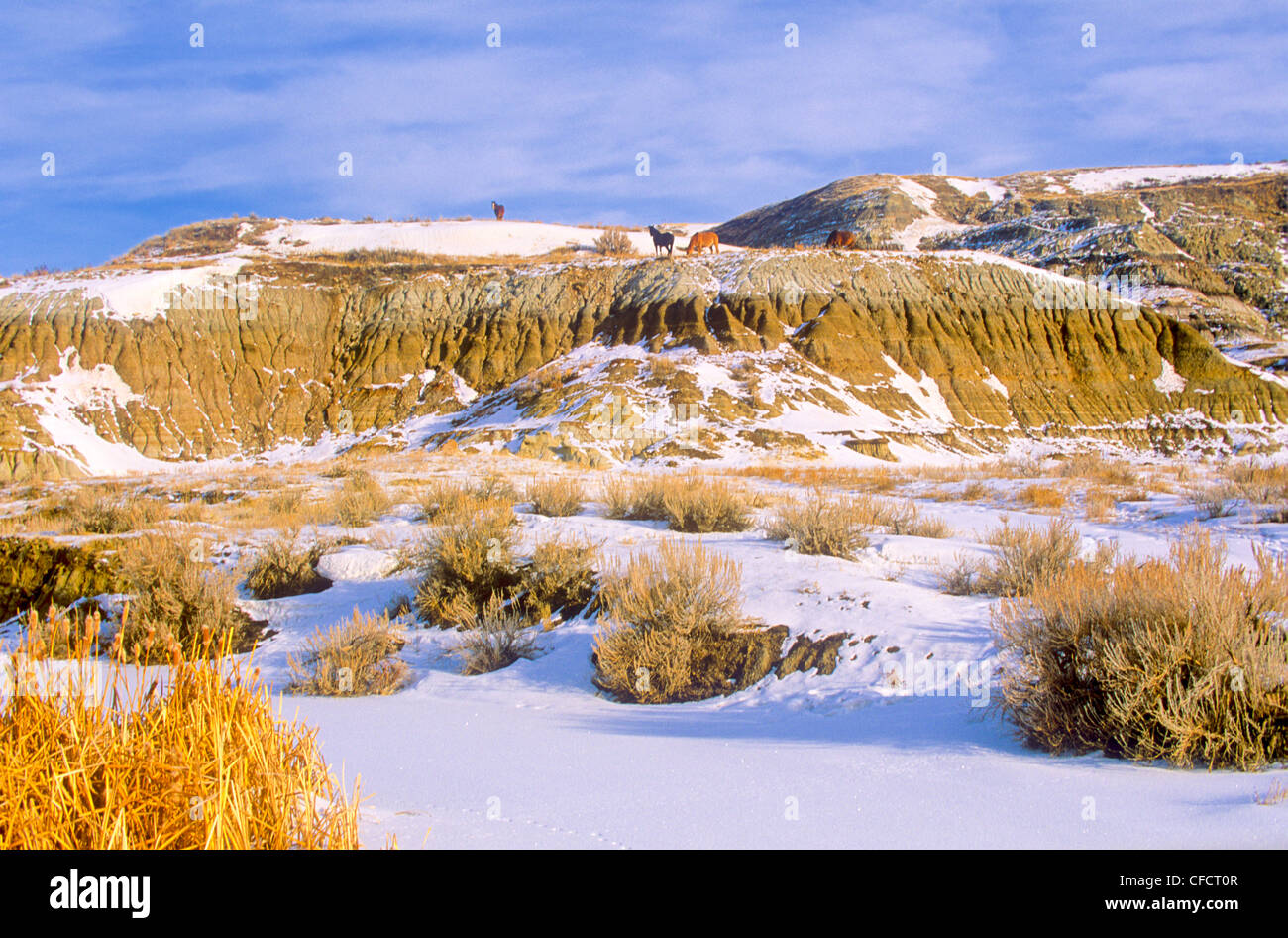 Horses, the badlands, East Coulee, Alberta, Canada Stock Photo - Alamy
