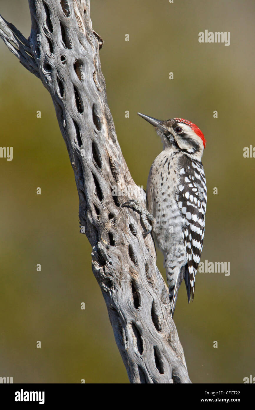 New world woodpeckers hi-res stock photography and images - Alamy