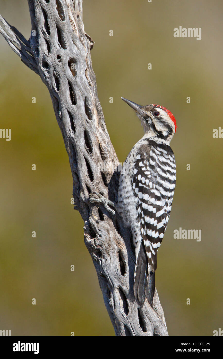 Picoides scalaris mexico hi-res stock photography and images - Alamy