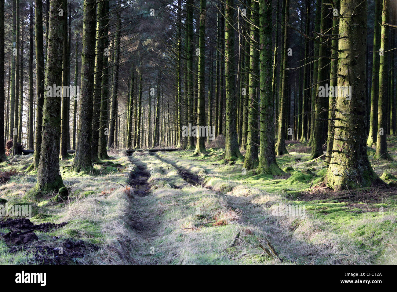 Forestry commission plantation hi-res stock photography and images - Alamy