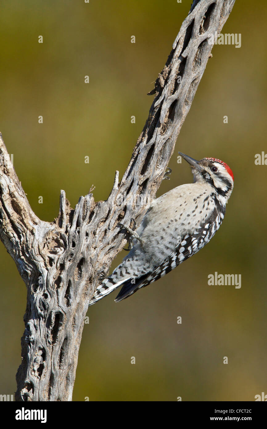 Ladder backed woodpeckers hi-res stock photography and images - Alamy