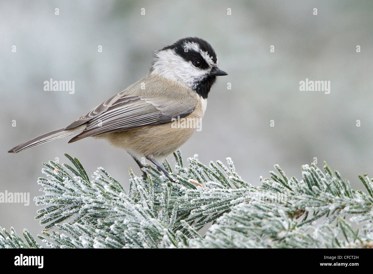 Chickadee close up profile view hi-res stock photography and images - Alamy